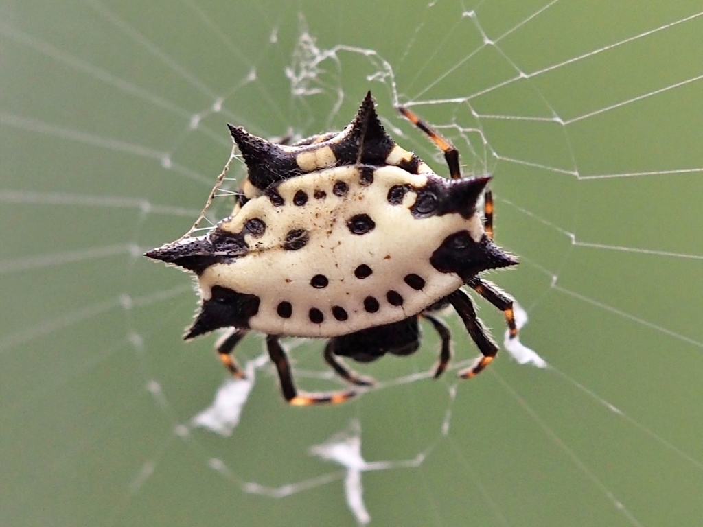 Animals You Can Find in the Mayan Jungle - Eating With Carmen Food Tours
