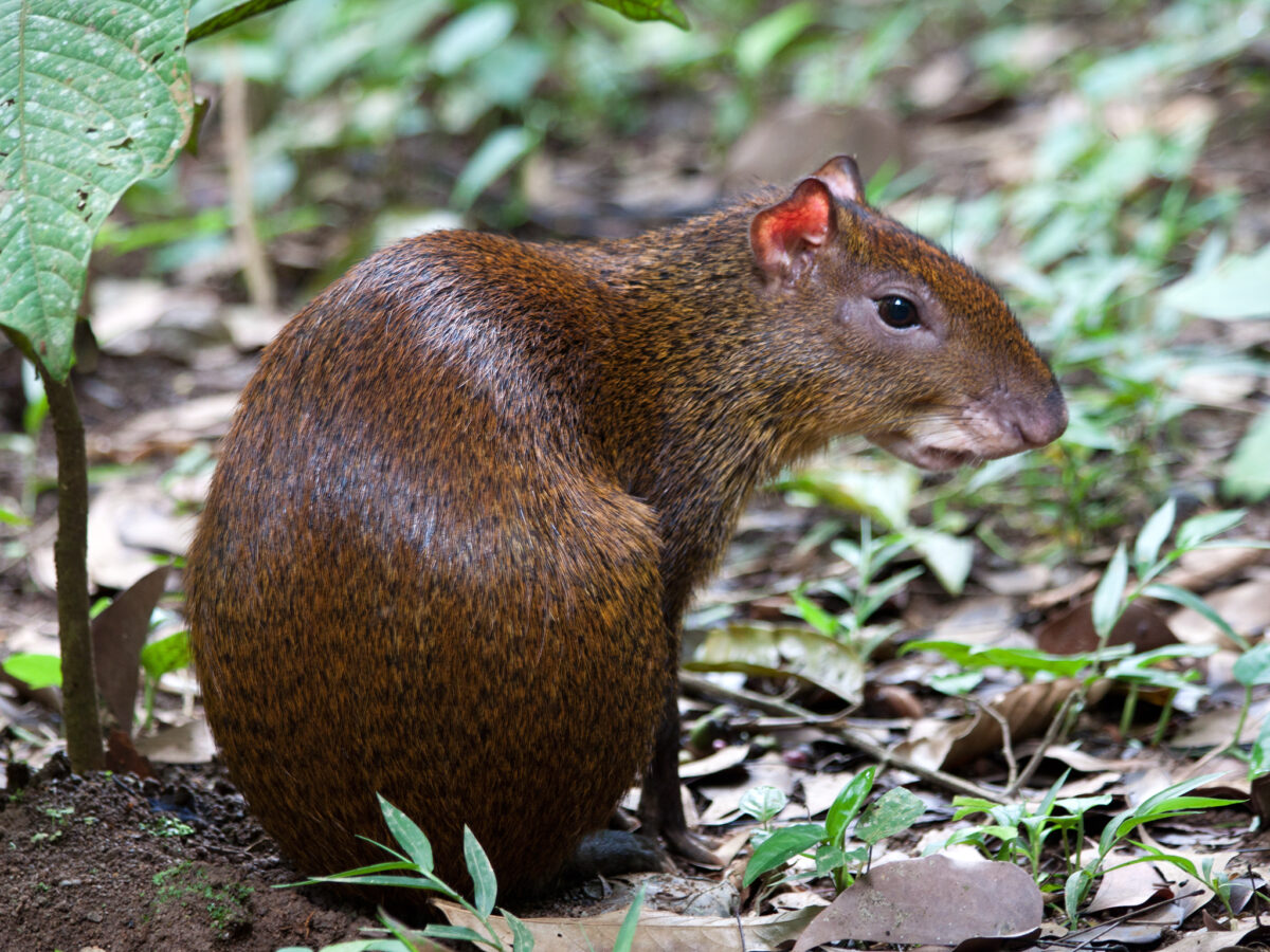 Animals You Can Find in the Mayan Jungle - Eating With Carmen Food Tours