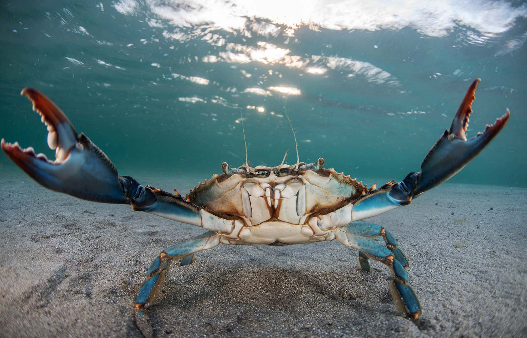The Fascinating Wildlife of the Riviera Maya Waters - Eating With ...
