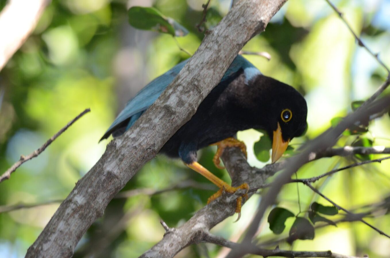 7 Unique Birds in the Mayan Riviera - Eating With Carmen Food Tours