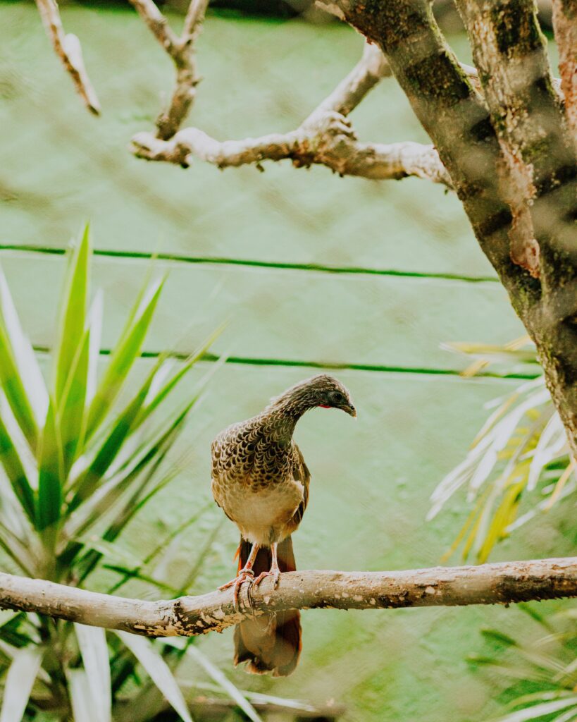 7 Unique Birds in the Mayan Riviera - Eating With Carmen Food Tours