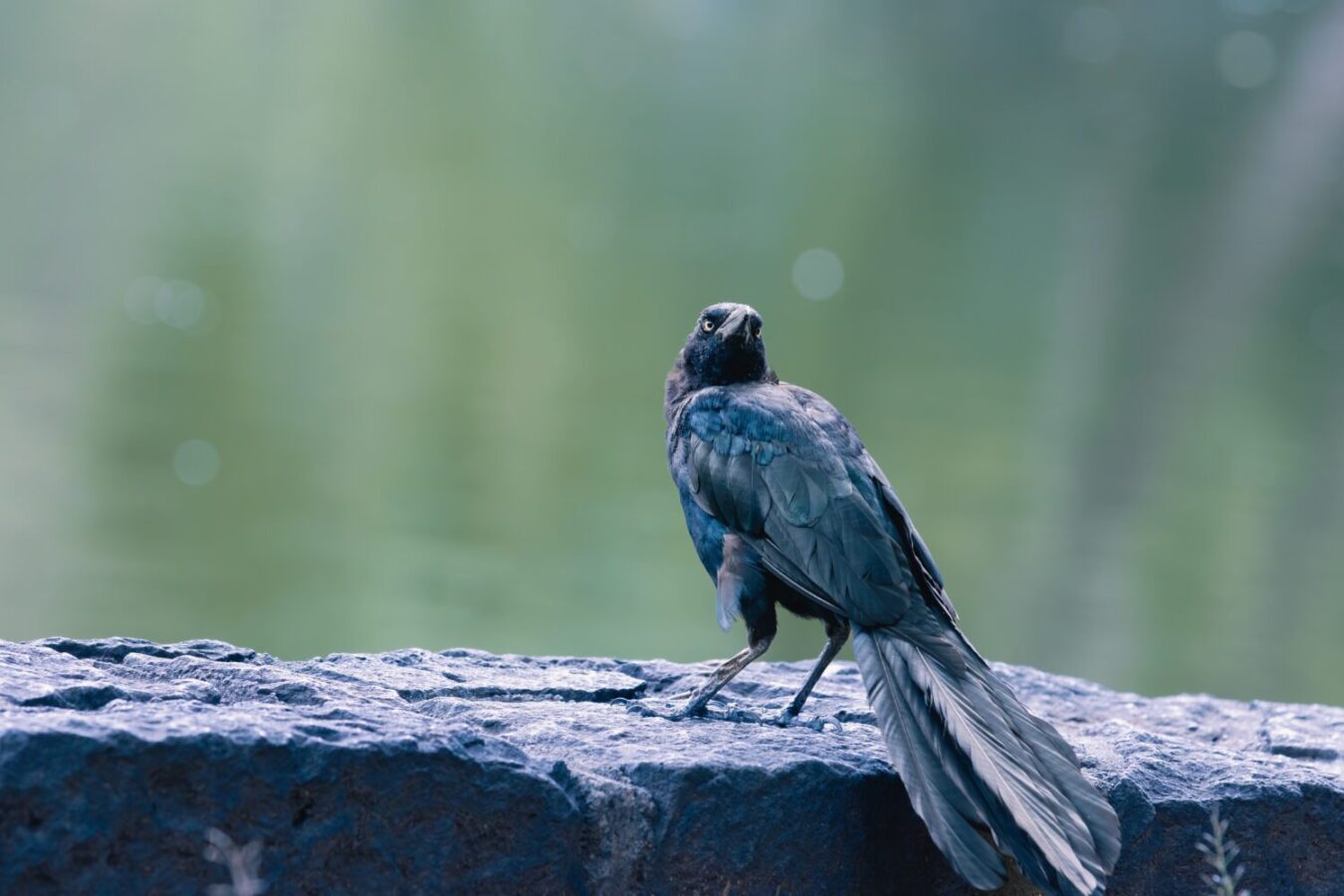 7 Unique Birds in the Mayan Riviera - Eating With Carmen Food Tours