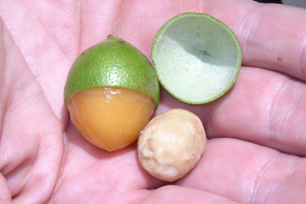 Exotic Delights: Discover Tropical Fruits of the Yucatan Peninsula ...