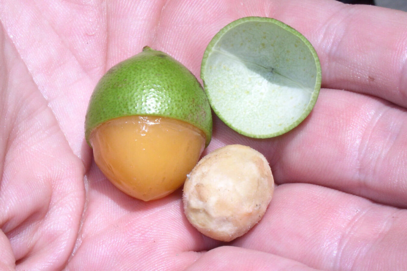 Exotic Delights: Discover Tropical Fruits of the Yucatan Peninsula ...