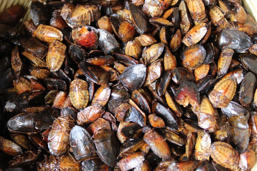 Top Mexican Edible Bugs - Eating With Carmen Food Tours