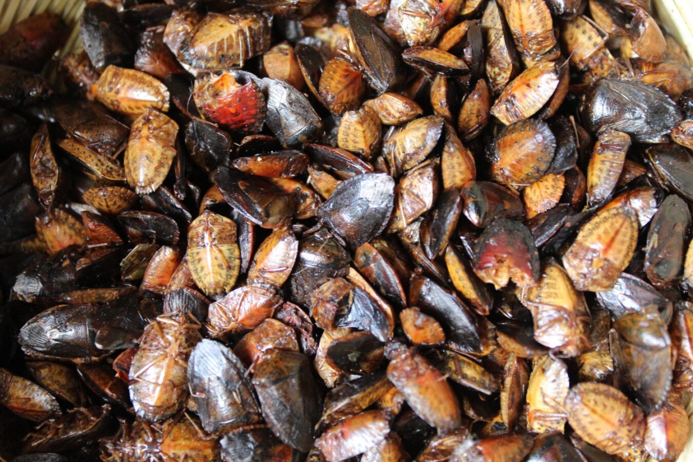 Top Mexican Edible Bugs - Eating With Carmen Food Tours